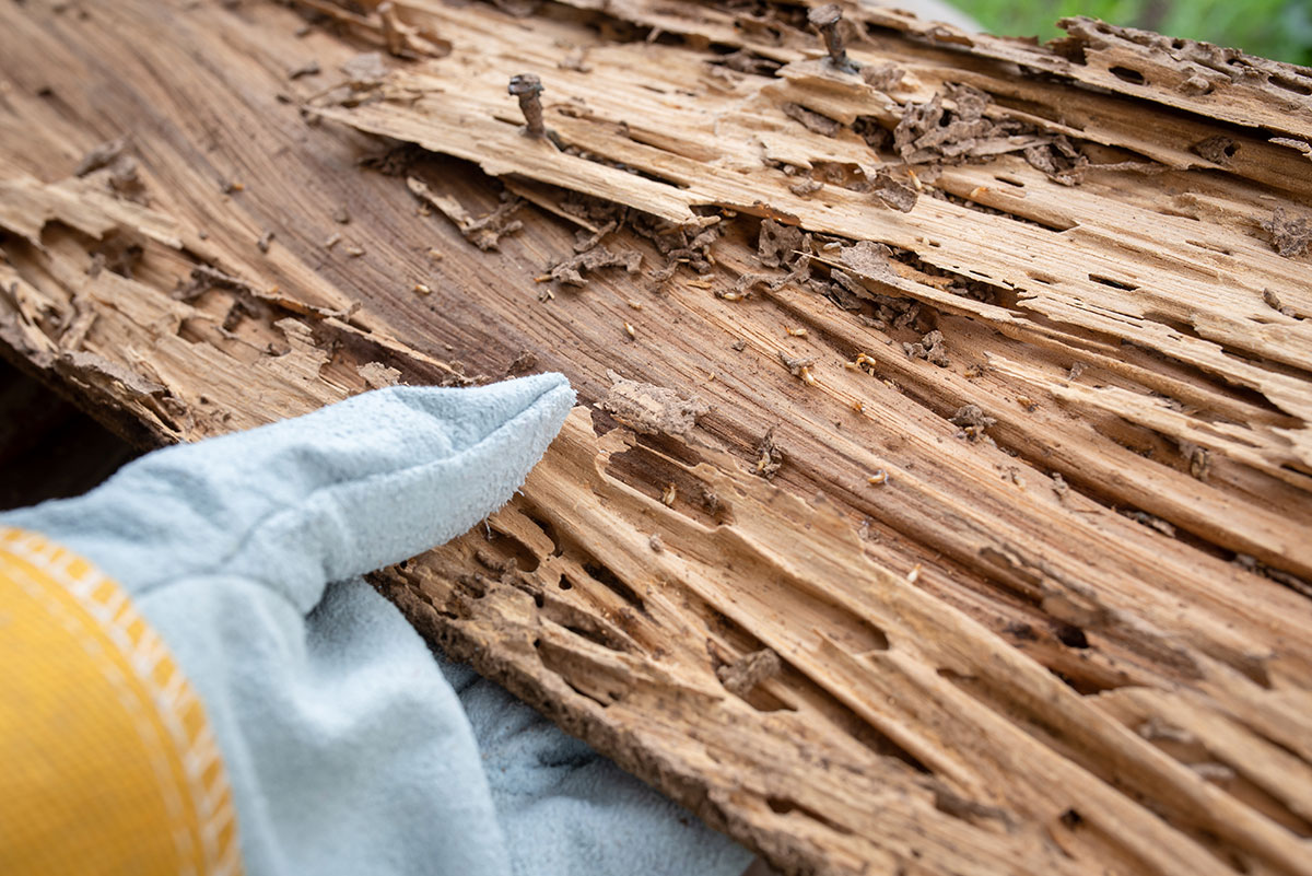 Comment se débarrasser des termites dans une maison ? - Qualitel ...