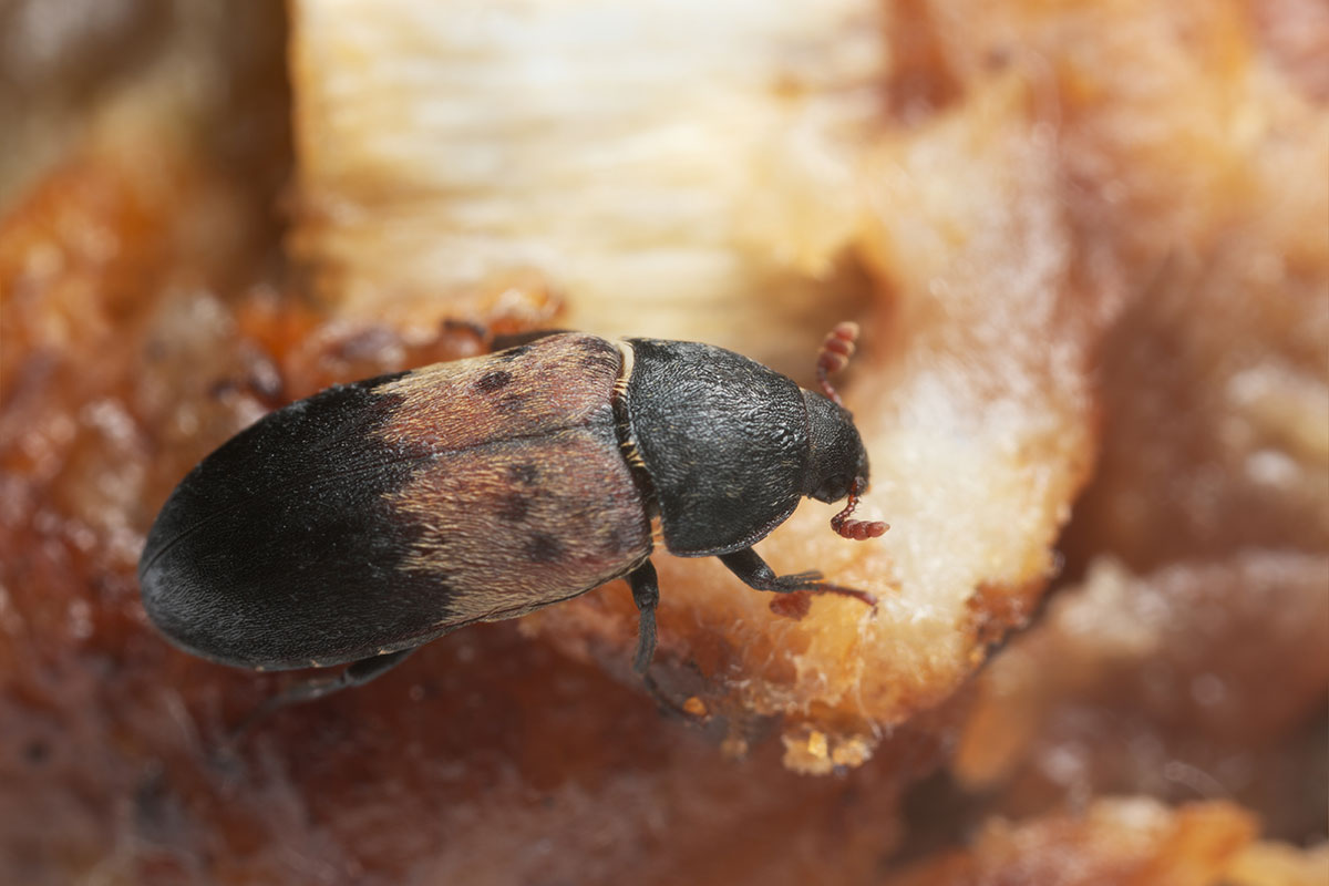 Dermestes dans la maison : ces insectes discrets deviennent souvent ...