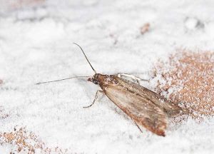 Comment éliminer ces 4 insectes nuisibles des maisons et logements ...