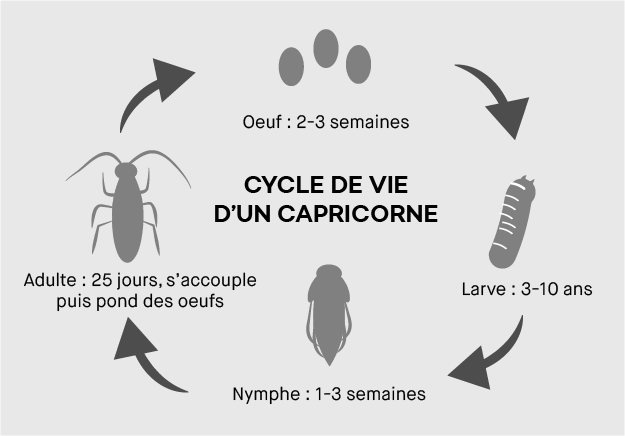 Comment se débarrasser de l'insecte capricorne définitivement ...