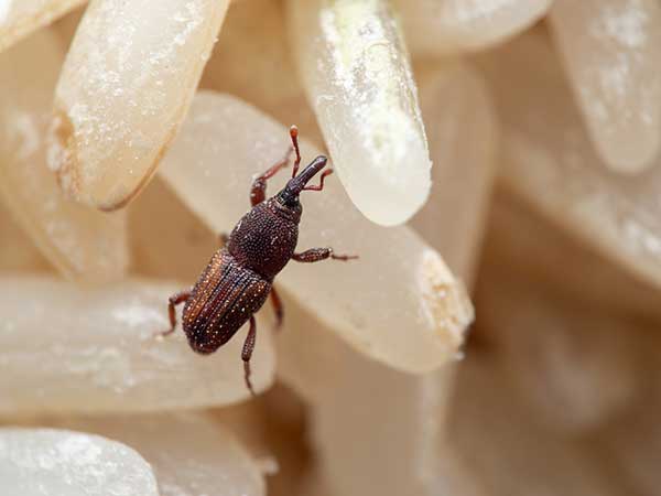 Comment éliminer ces 4 insectes nuisibles des maisons et logements ...