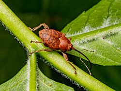 Comment éliminer ces 4 insectes nuisibles des maisons et logements ...