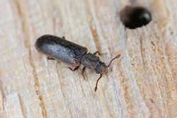 Comment éliminer ces 4 insectes nuisibles des maisons et logements ...