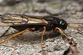 Comment éliminer ces 4 insectes nuisibles des maisons et logements ...