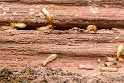 Comment éliminer ces 4 insectes nuisibles des maisons et logements ...
