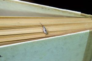 Comment se débarrasser du poisson d’argent (insecte nuisible ...