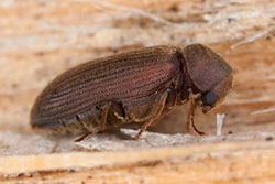 Vrillettes du bois : comment s’en débarrasser ? - Qualitel | Particuliers